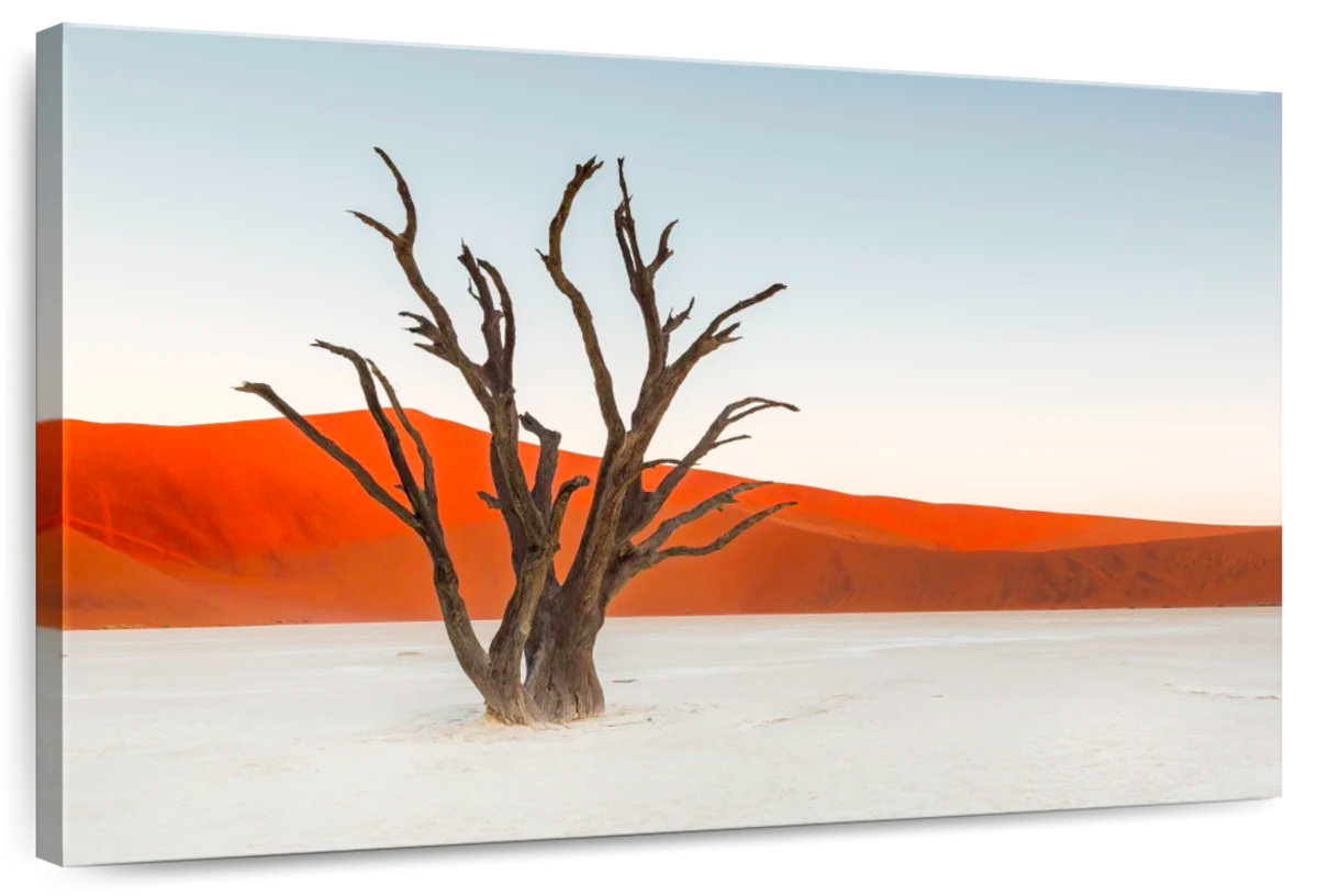 Elephant Stock Deadvlei Bare Camel Thorn Tree - Wayfair Canada