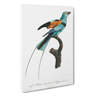 East Urban Home Long-Stranded African Roller Bird by Jacques Barraband ...