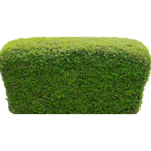Wet Paint Printing SP13310 Trimmed Bush Square Rectangular Garden Plant ...