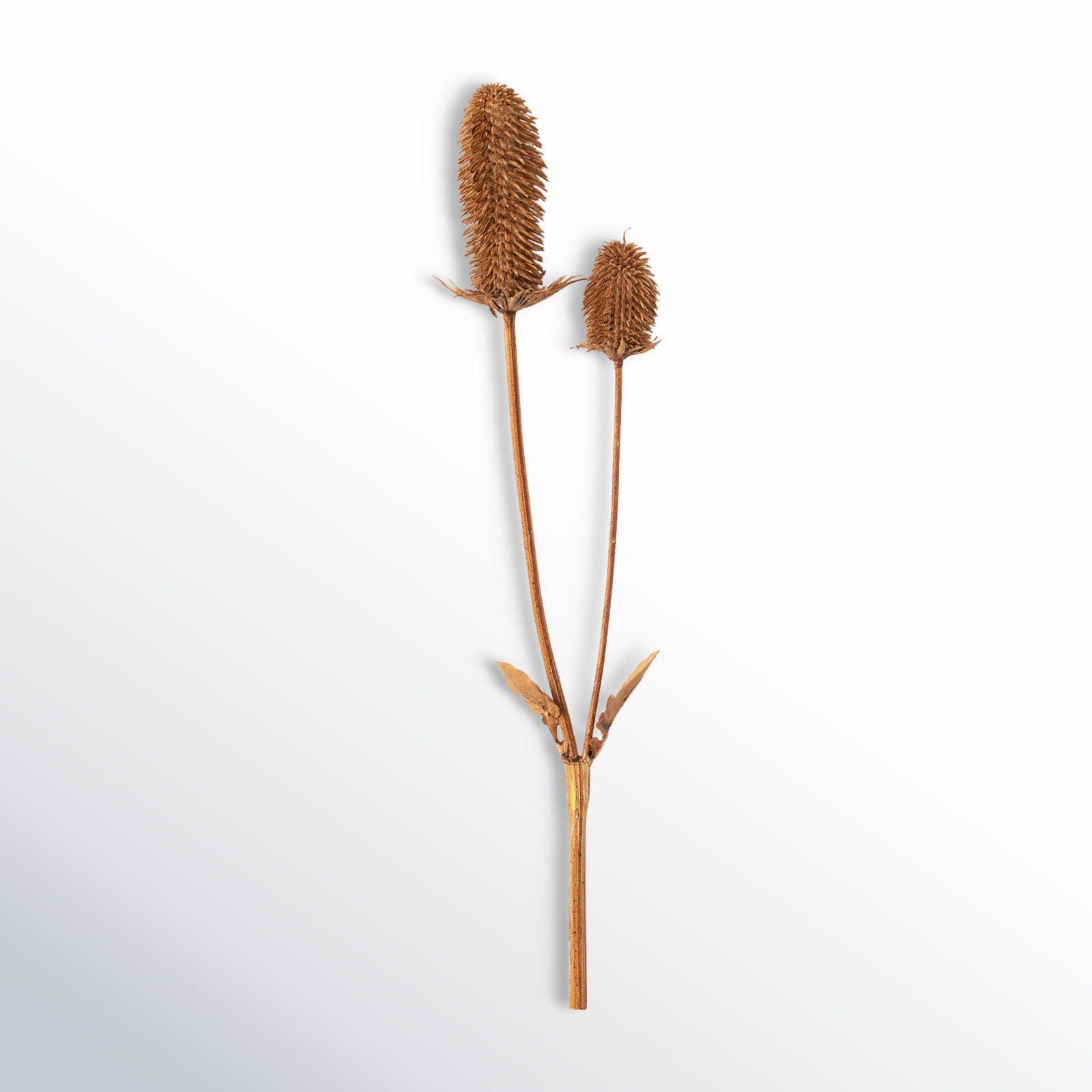 Birch Lane™ Rich Sienna Thistle Sprays | Joss & Main