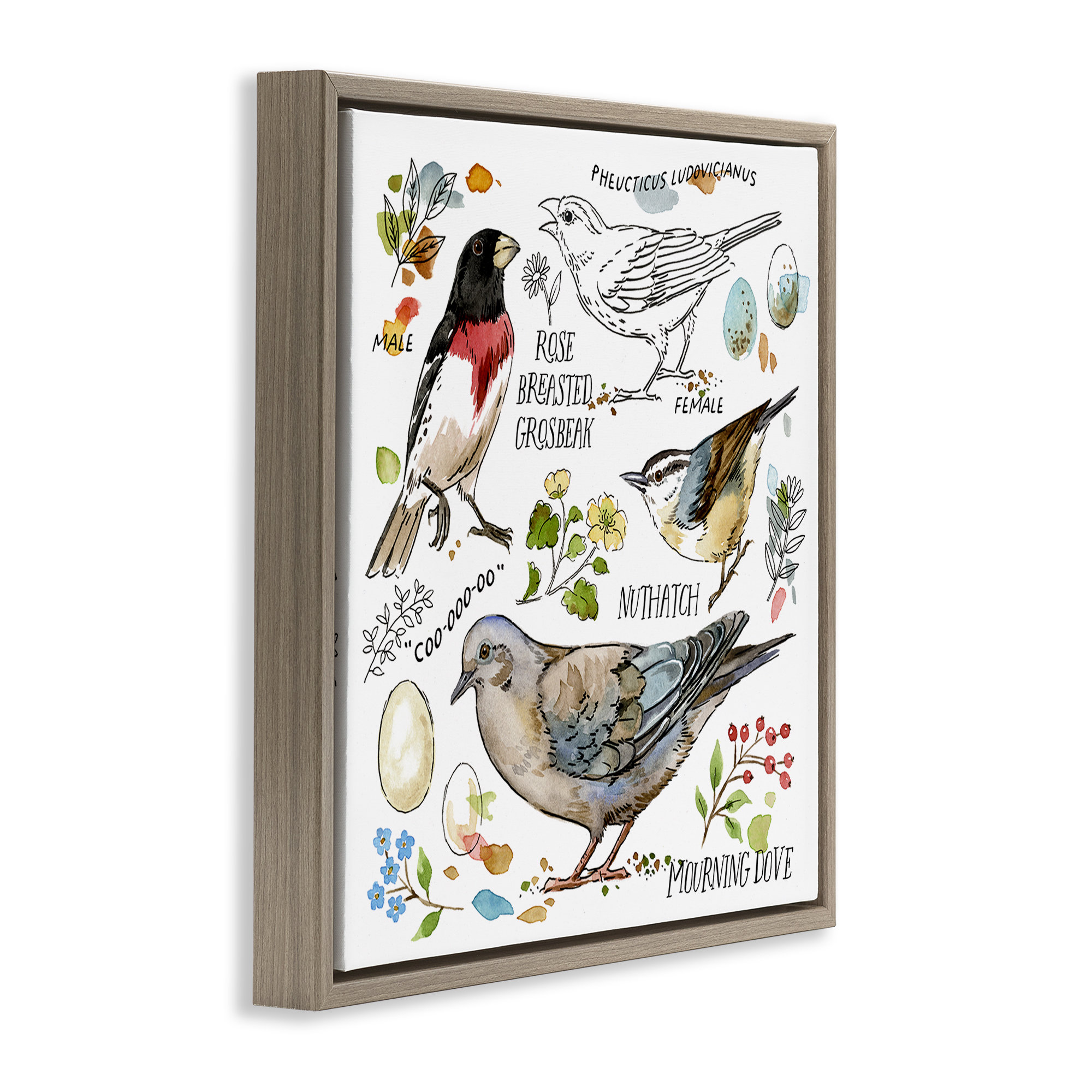 Union Rustic Bird Watching Diagram Brown Framed Floater Canvas Wall Art ...