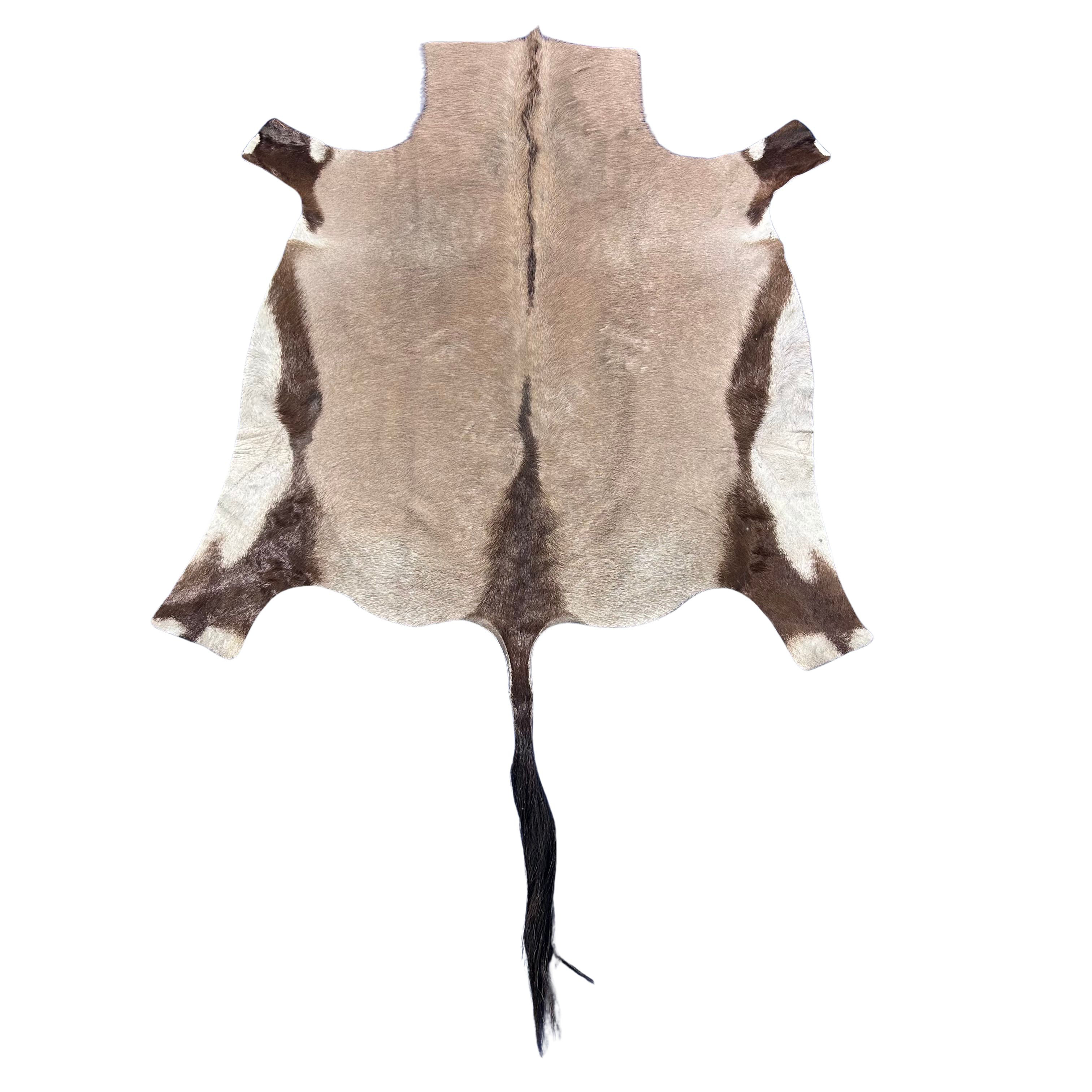 Foundry Select Real Gemsbok Skin Rug/ Oryx Skin Rug | Wayfair