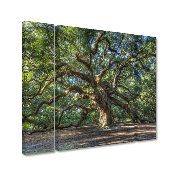 Charlton Home® 'Angel Oak Charleston' 3 Piece Photographic Print on ...