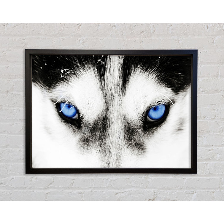 Bright Star Husky Dog Blues - Single Picture Frame Art Prints on Canvas ...
