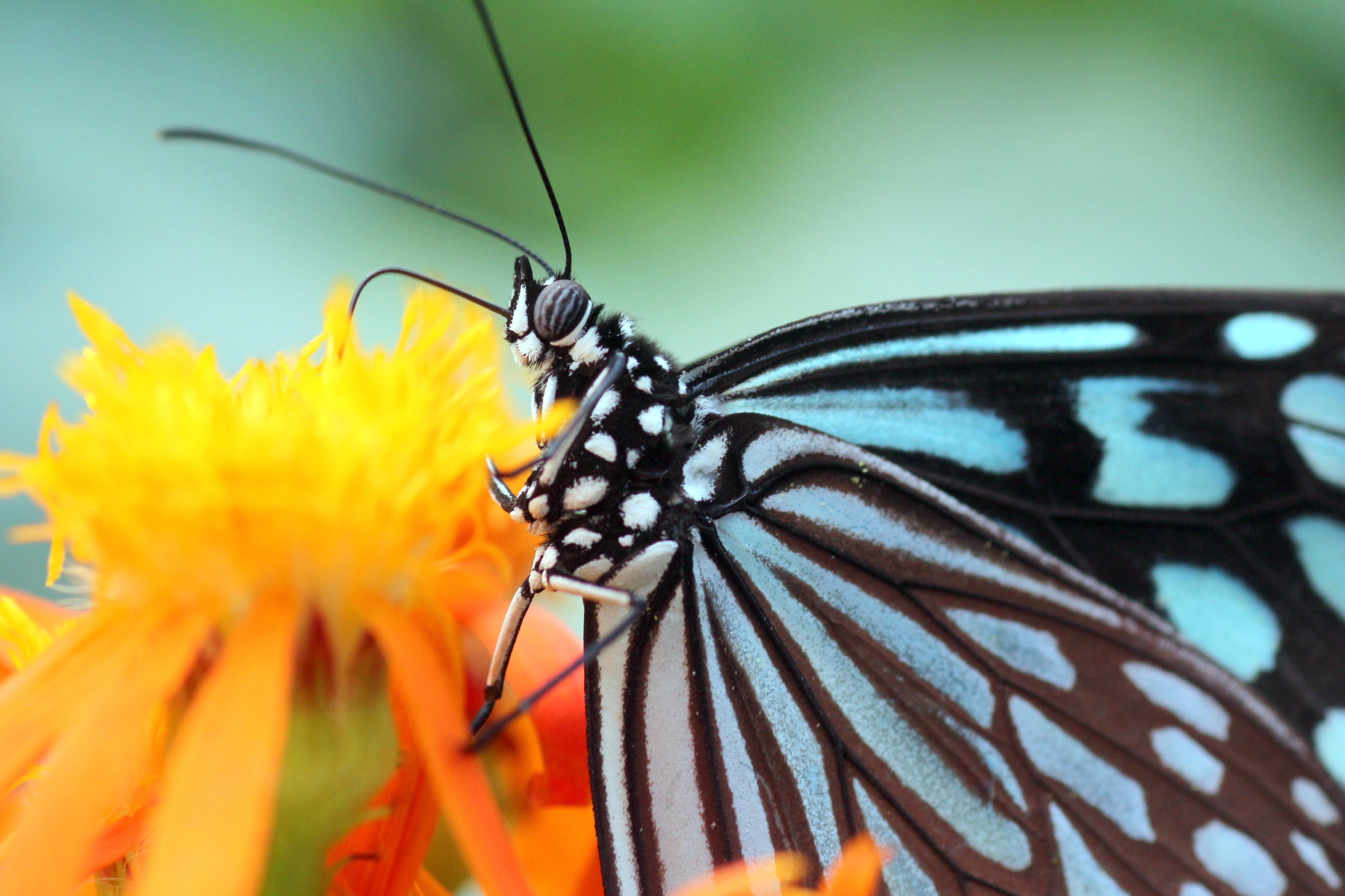 Hokku Designs Fenelia Butterfly On Canvas by Cocone0304 Photograph ...