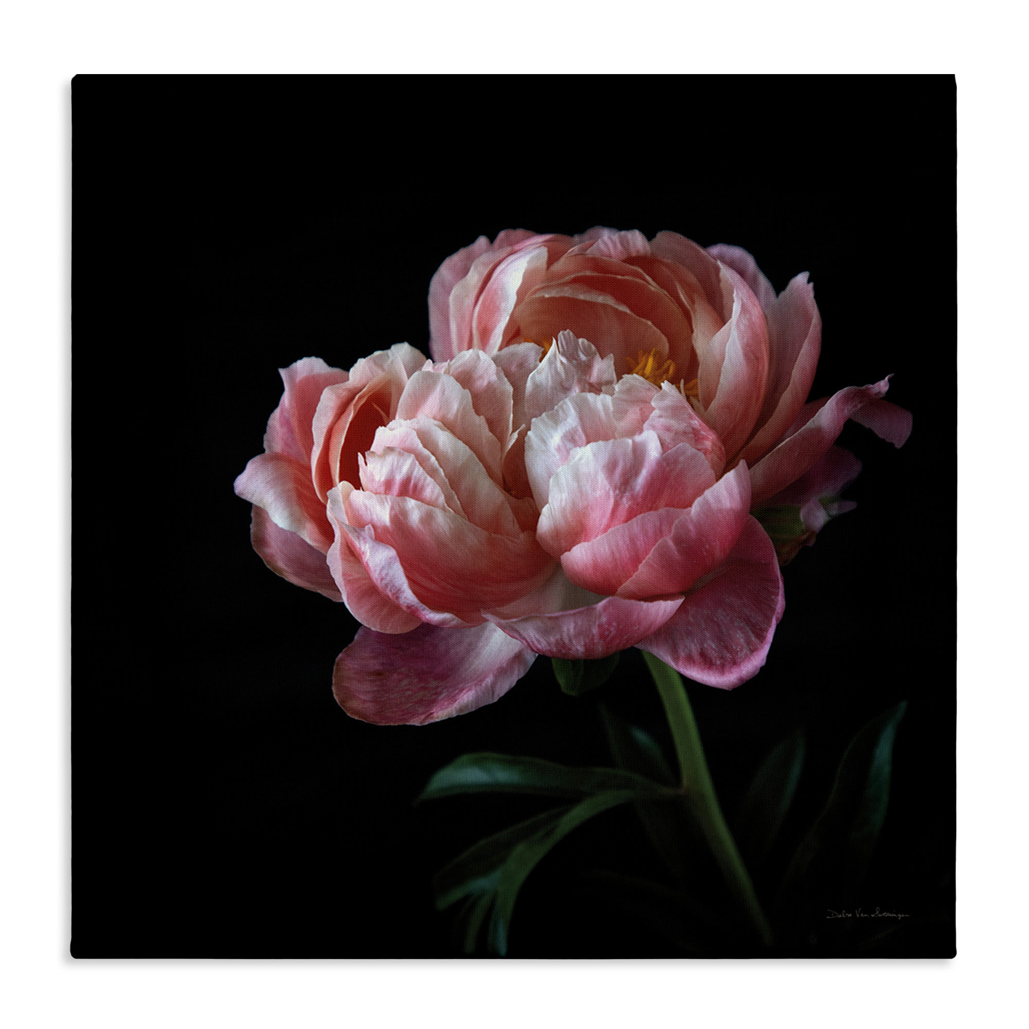 Winston Porter Dark Rose Photography On Canvas by Debra Van Swearingen ...