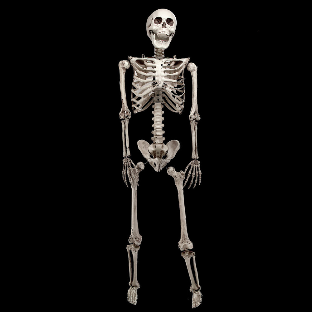 The Holiday Aisle® Posable Full Life Size Skeleton Halloween Party ...