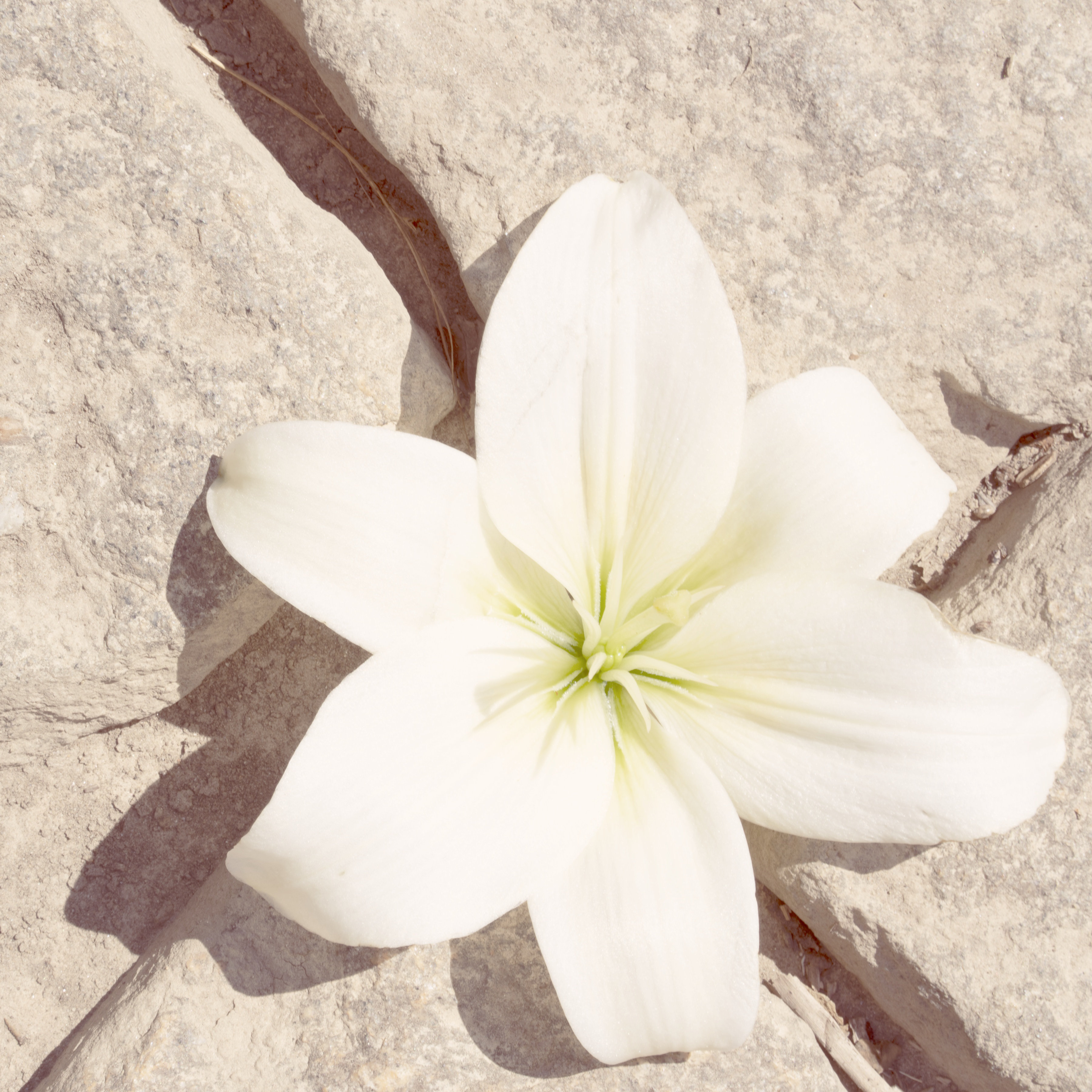 Red Barrel Studio Stone Blossom IV - Wayfair Canada