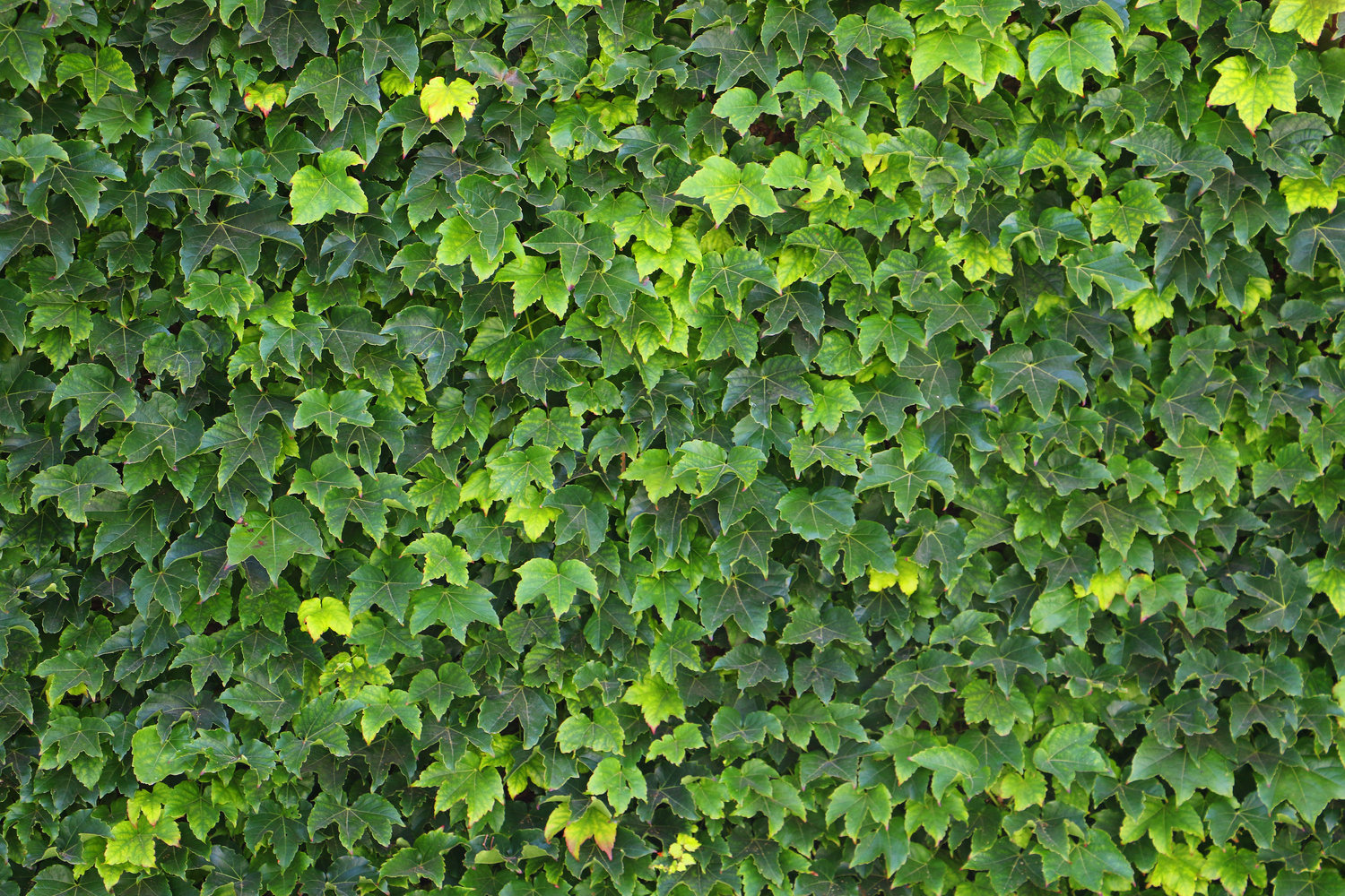 Ebern Designs Wall of Ivy - Wrapped Canvas Photograph | Wayfair