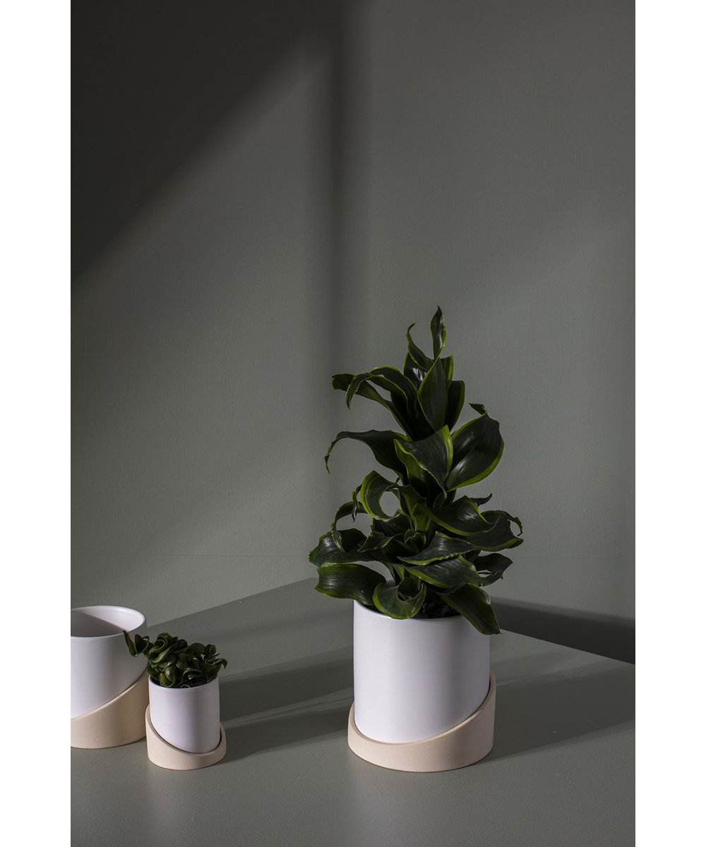 AllModern Mel Ceramic Pot Planter & Reviews | AllModern