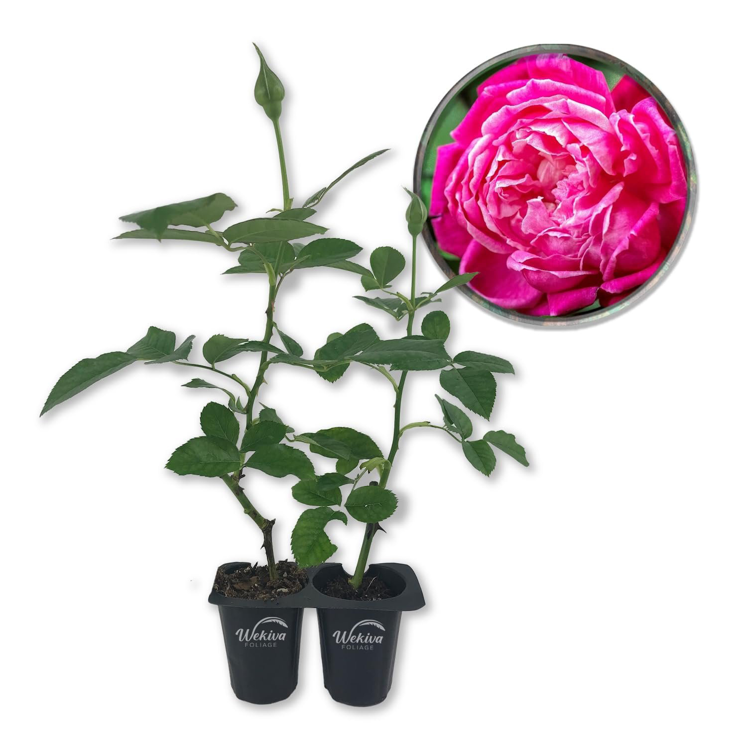 Wekiva Foliage LLC Louis Philippe Rose Bush - Live Starter Plants in 2 ...