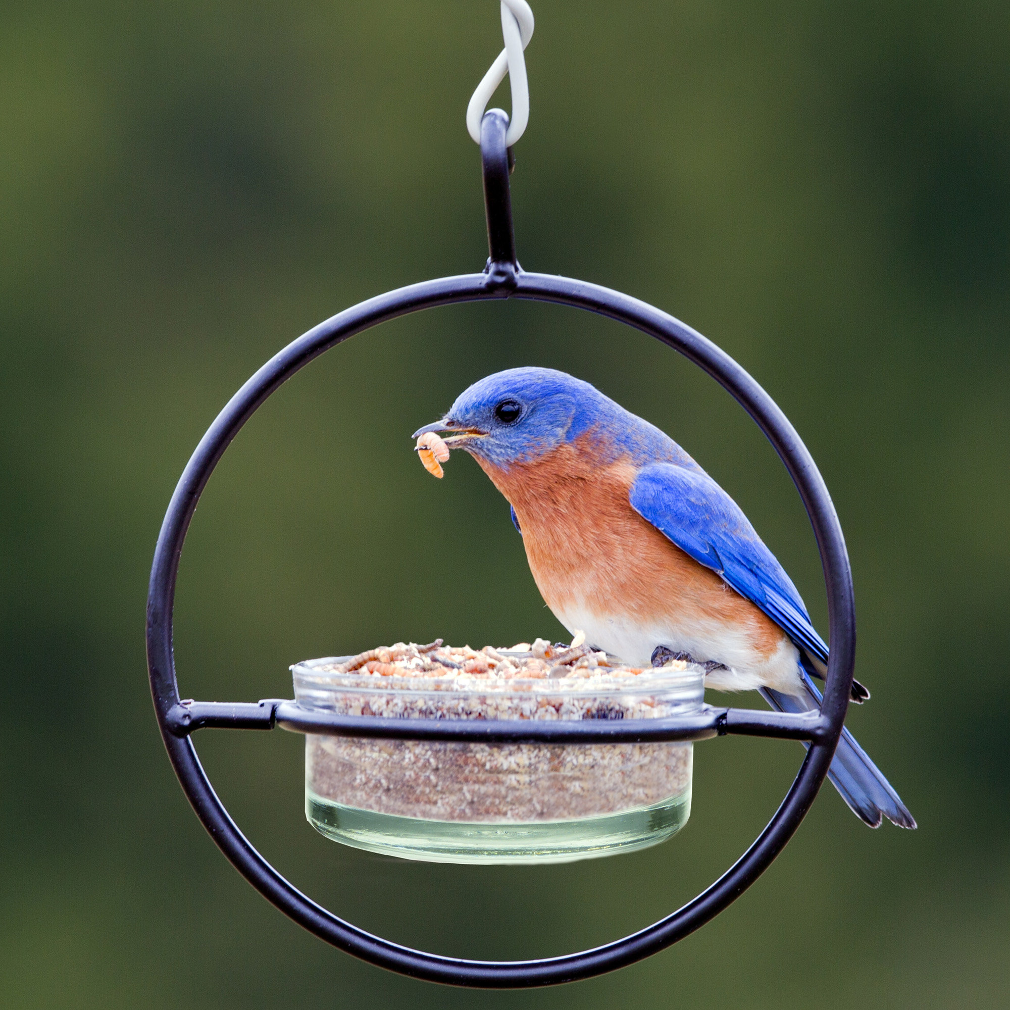 Latitude Run® Diedra Tray Bird Feeder & Reviews - Wayfair Canada