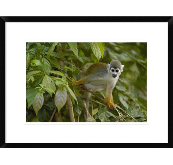 Global Gallery « south american écureuil singe », reproduction de photo ...