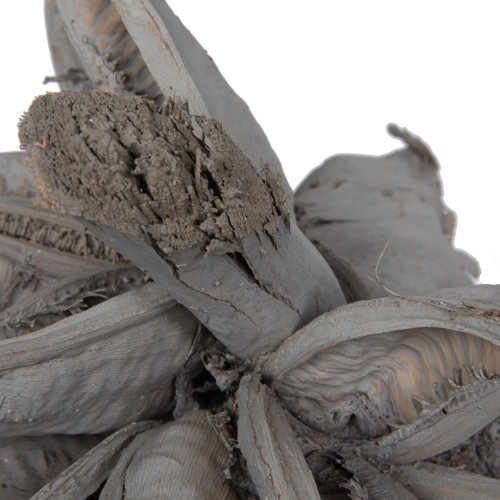 Primrue All Natural Star Pod, Extra Large, Dried 6" Star Pod, Dried ...