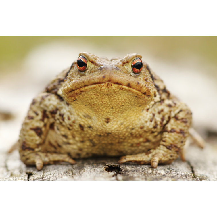 17 Stories Common Toad Portrait by Taviphoto - Wrapped Canvas ...