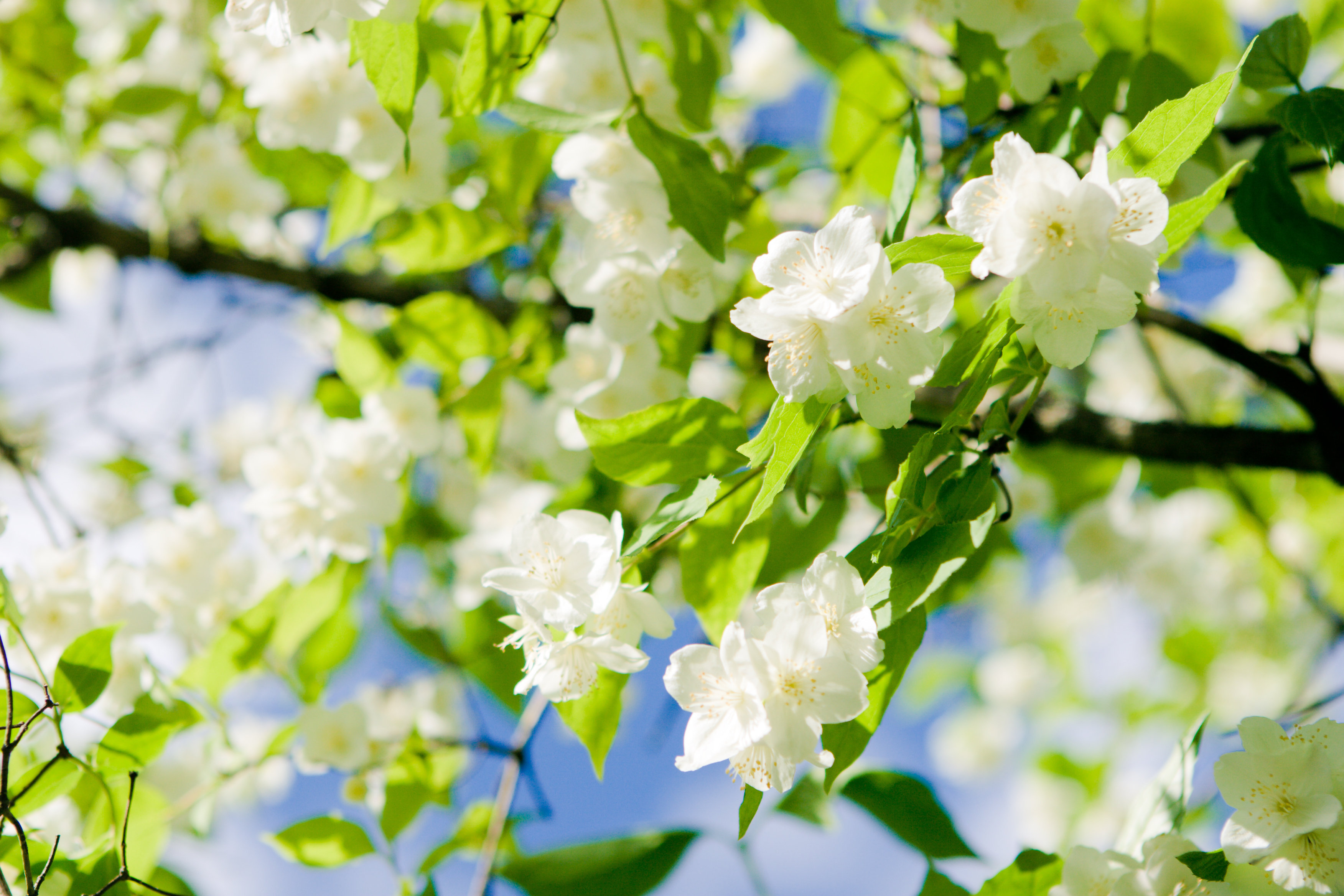 Ebern Designs Close-up of Beautiful White Jasmine Blossom in the Sun ...