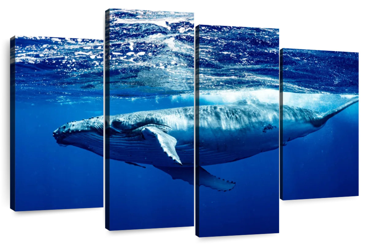 Ebern Designs Brampt Humpback Whale Below Surface | Wayfair