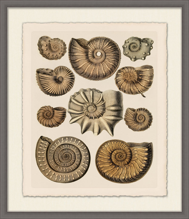 Wendover Art Group Khaki Shell Study 5 - Framed Graphic Art | Wayfair