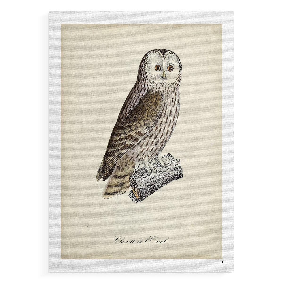 Astoria Grand French Owls V -Canvas Print Only - NOT FRAMED | Wayfair