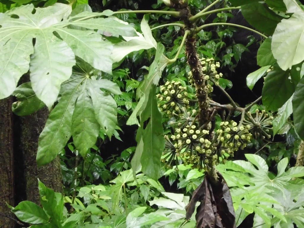 Wekiva Foliage LLC Snowflake Aralia - Live Starter Plant in a 2 Inch ...