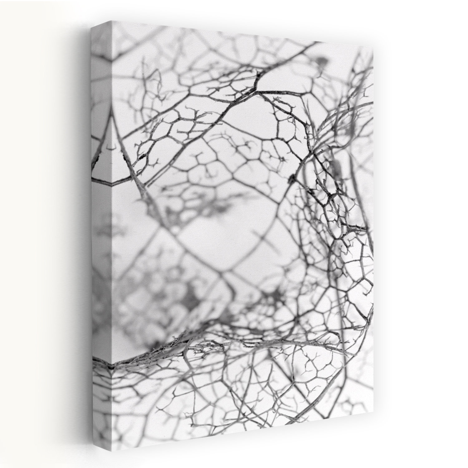 Latitude Run® Leaf Skeleton Bw Abstract Contemporary Landscape Nature ...