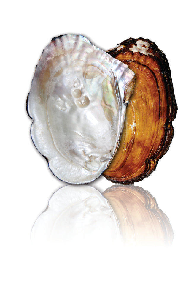 Matrix-Z 4" x 4" Authentic SeaShell Tile Seamless Brick Mosaic Insert ...