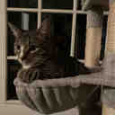 Tucker Murphy Pet™ 58" Bybee Cat Tree or Condo & Reviews | Wayfair