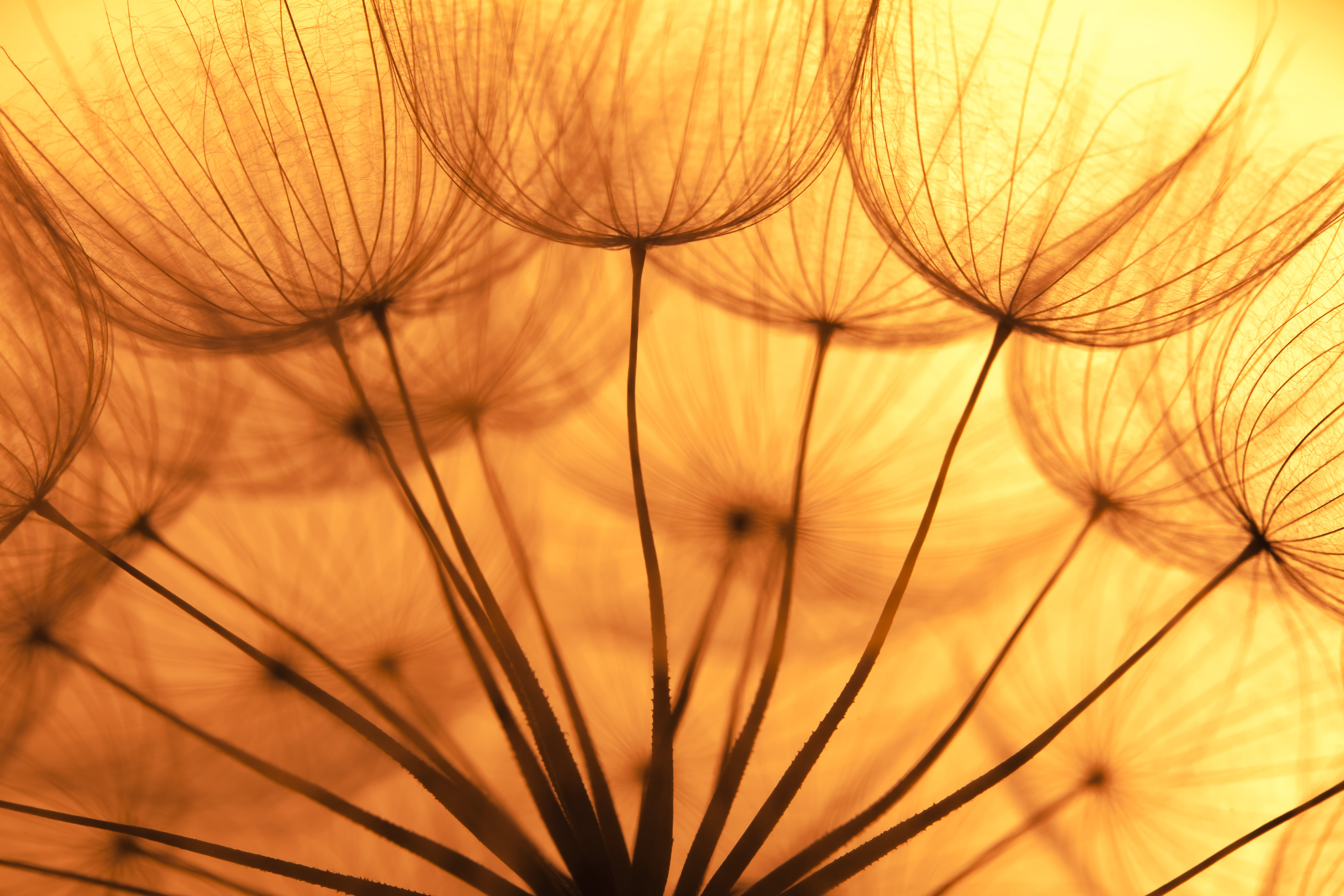 Ebern Designs Dandelion by Portishead1 | Wayfair