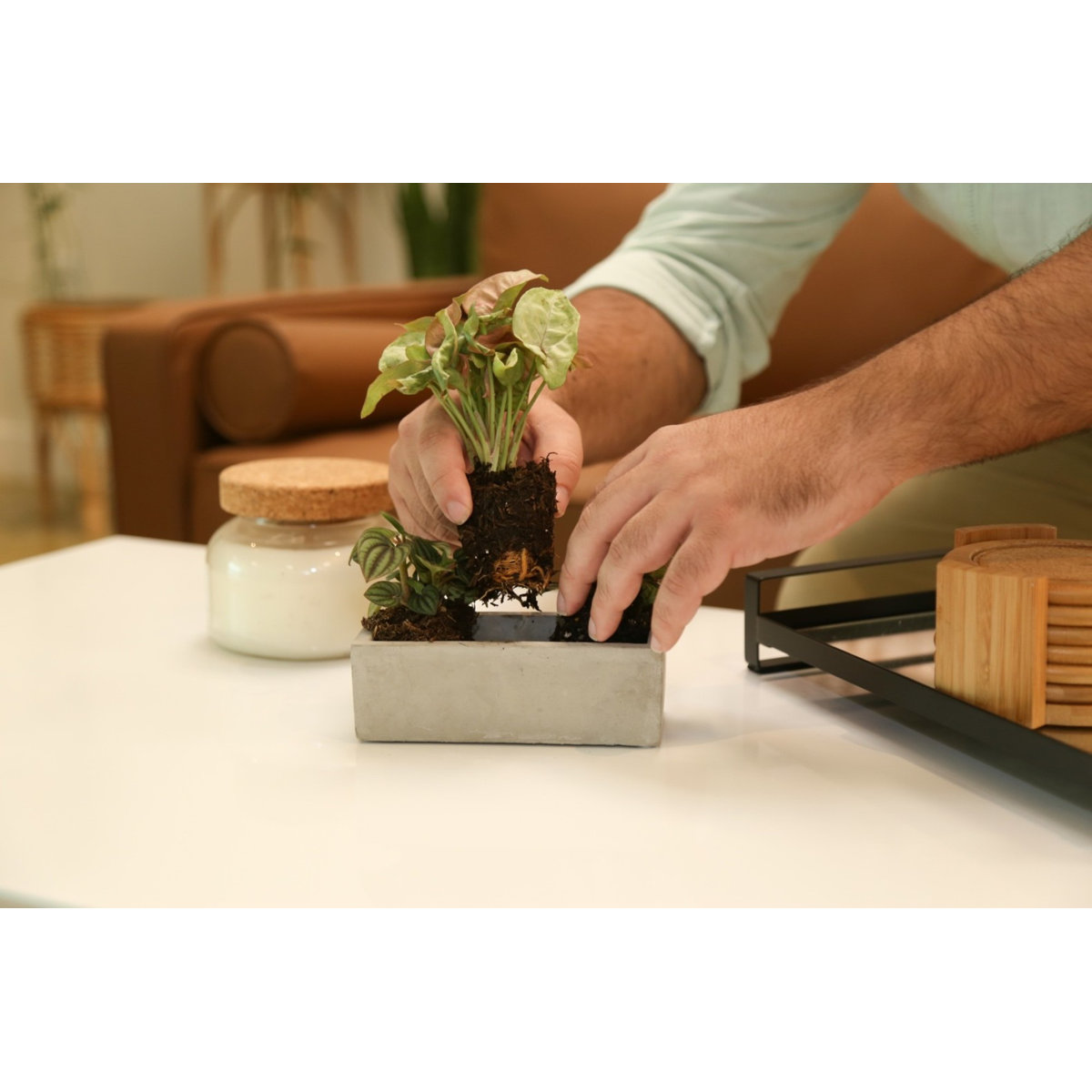 Costa Farms 6 Piece Costa Farms Live Mini Foliage Collection Low ...