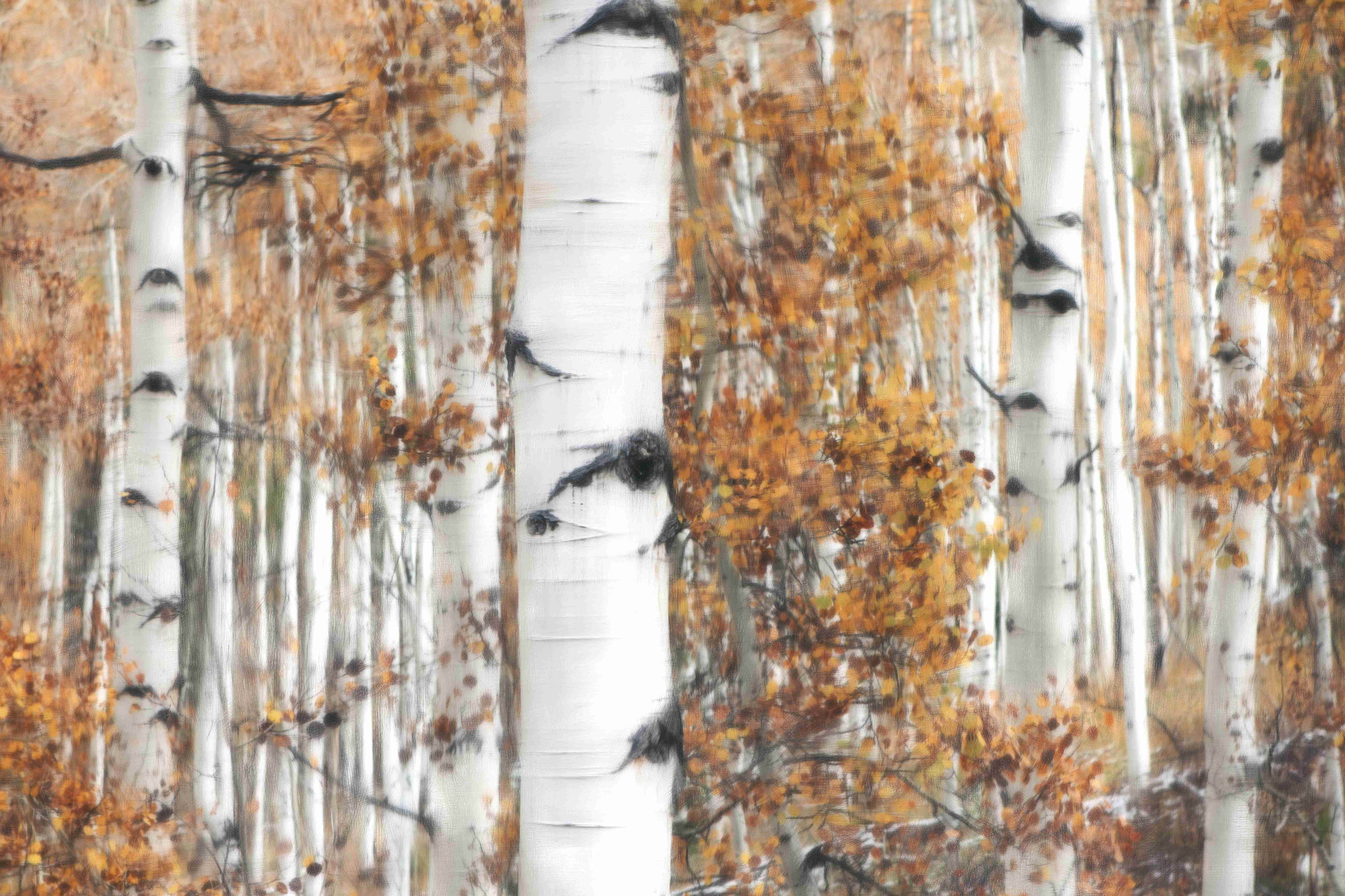 Millwood Pines Birch Tree Scene - Wayfair Canada