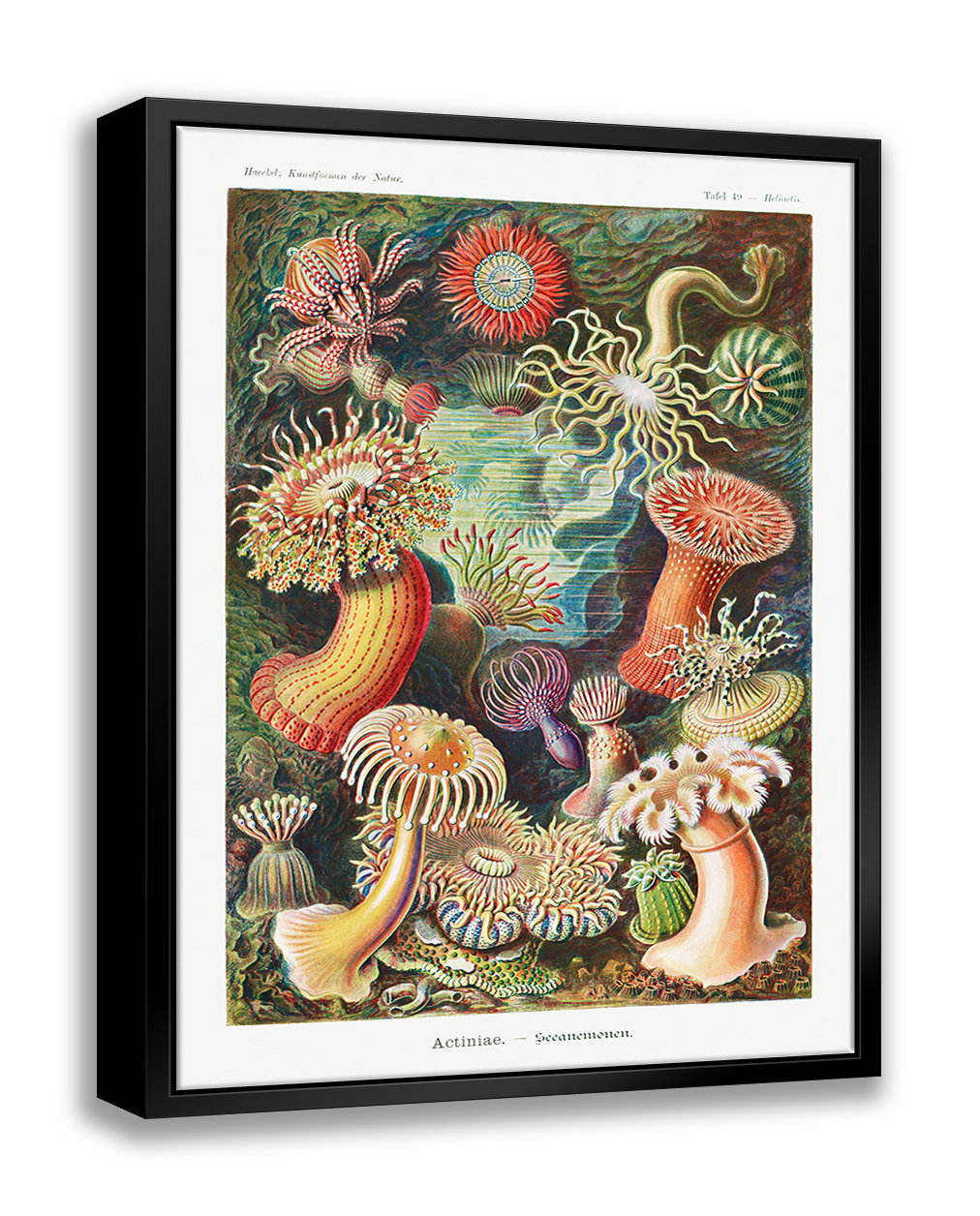 ATX Art Group LLC Actiniae–Seeanemonen By Ernst Haeckel by Stanley ...