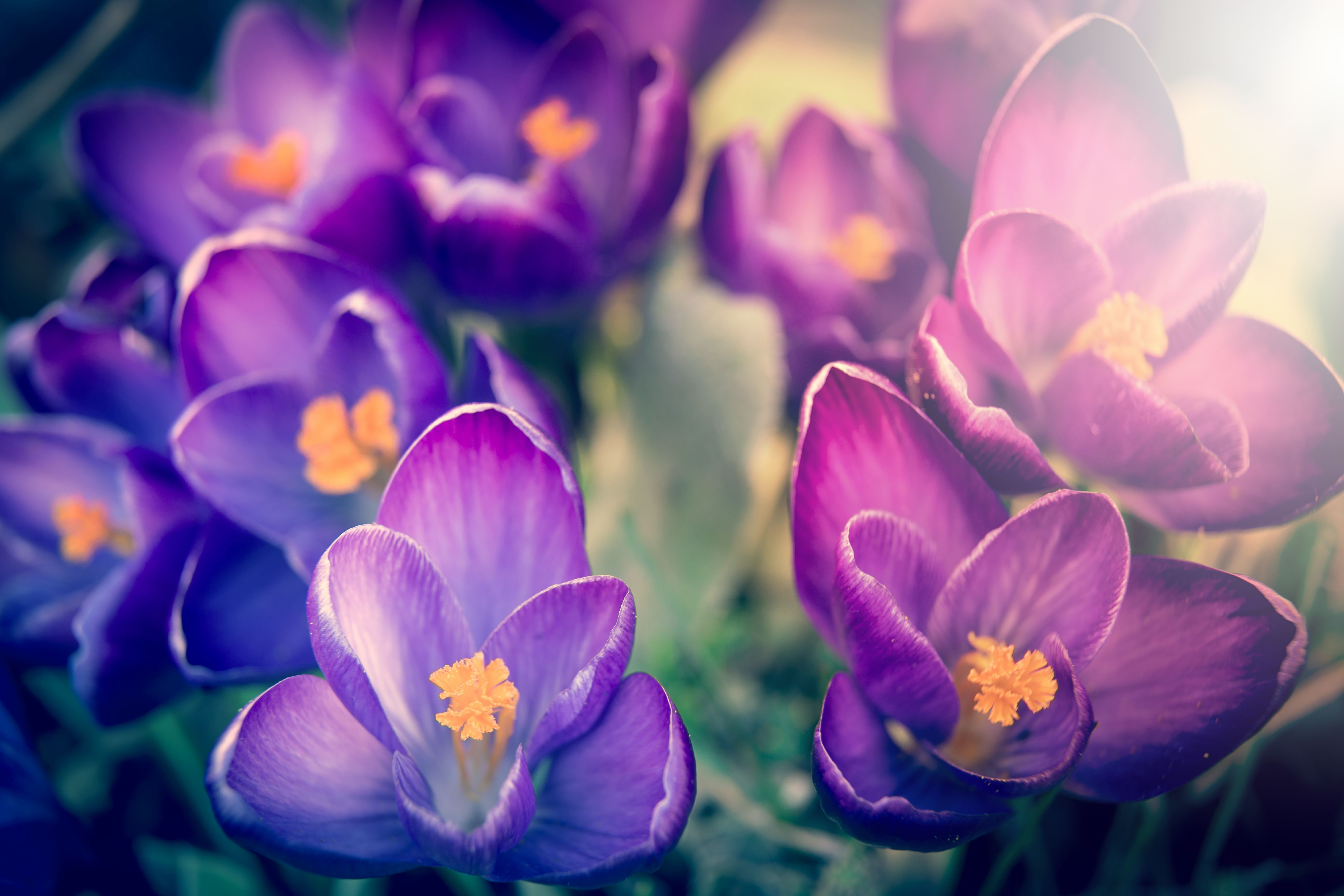 Ebern Designs Catelaya Crocus Flowers by - Wrapped Canvas Photograph ...