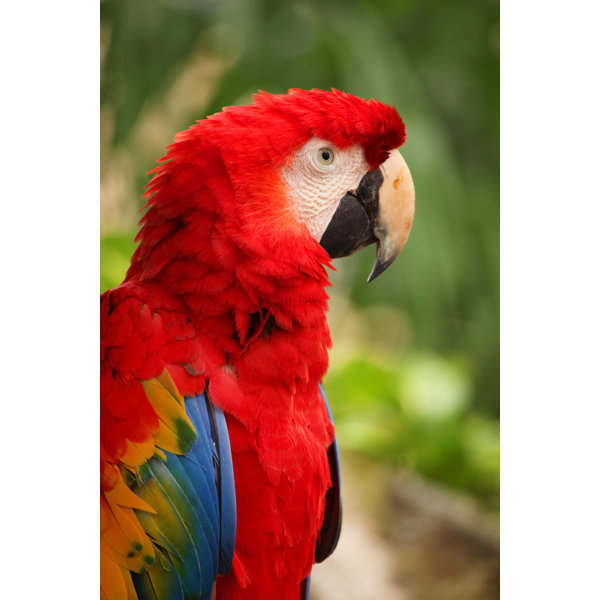 Bay Isle Home Red Macaw by Lisastrachan - Wrapped Canvas Photograph ...