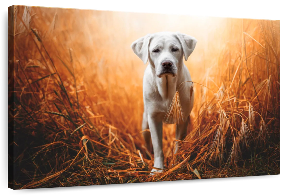 Ebern Designs Brampt Lost Labrador Retriever | Wayfair