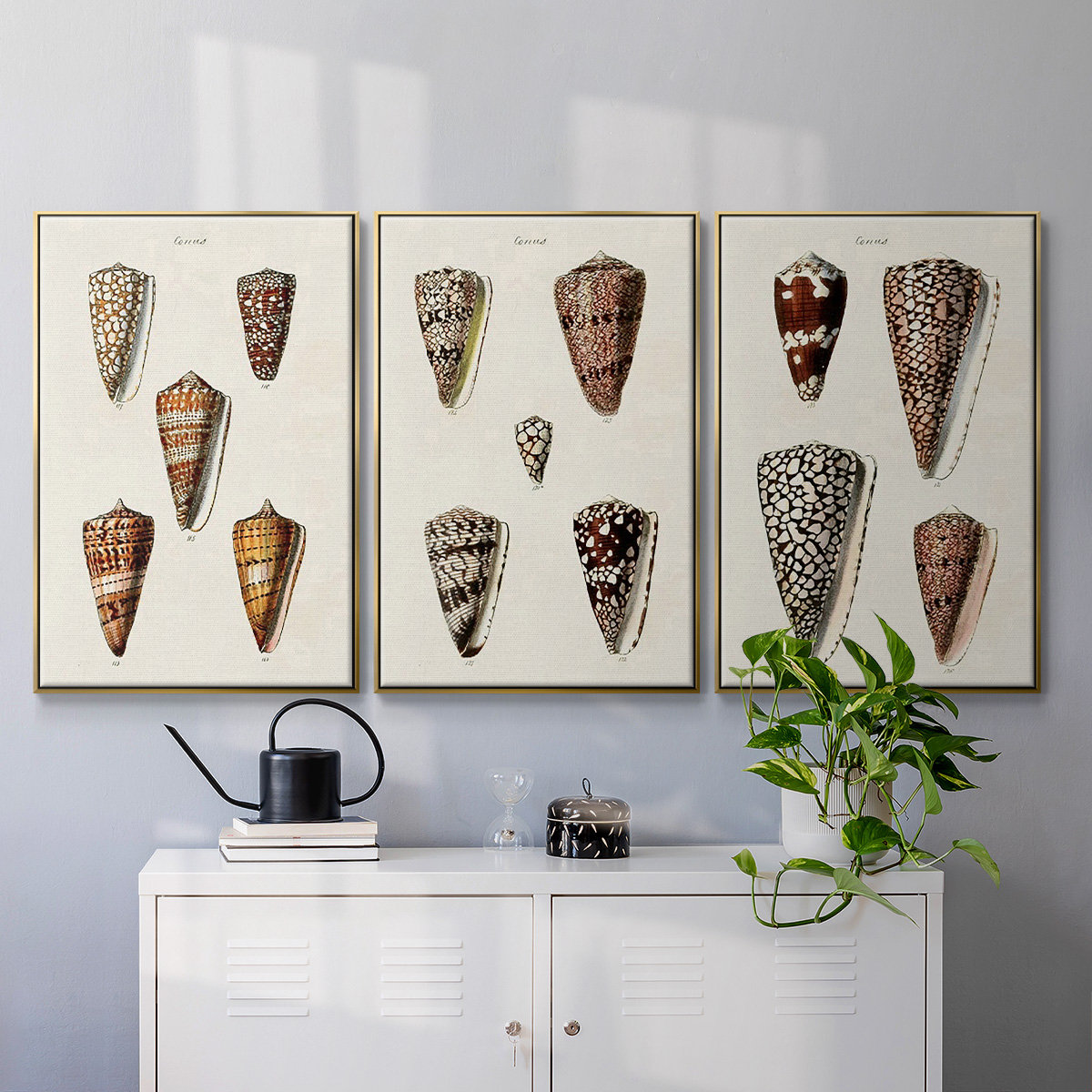 Wexford Home Cone Shell Collection I - 3 Piece Floater Frame Print Set ...