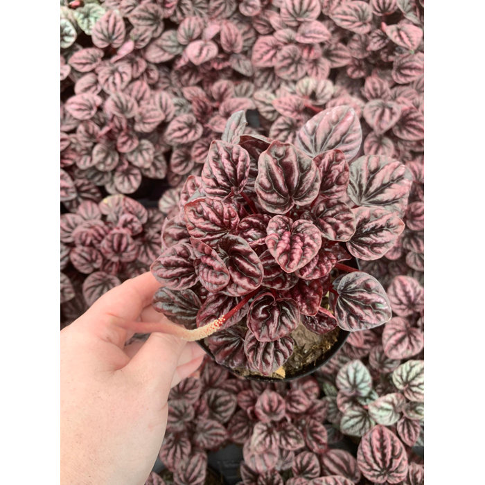 Florida House Plants Red Emerald Ripple Peperomia 4 Inch | Wayfair
