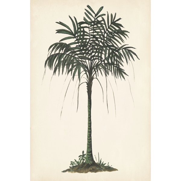 Bay Isle Home Palm Tree Study II - Wrapped Canvas Art Prints | Wayfair ...