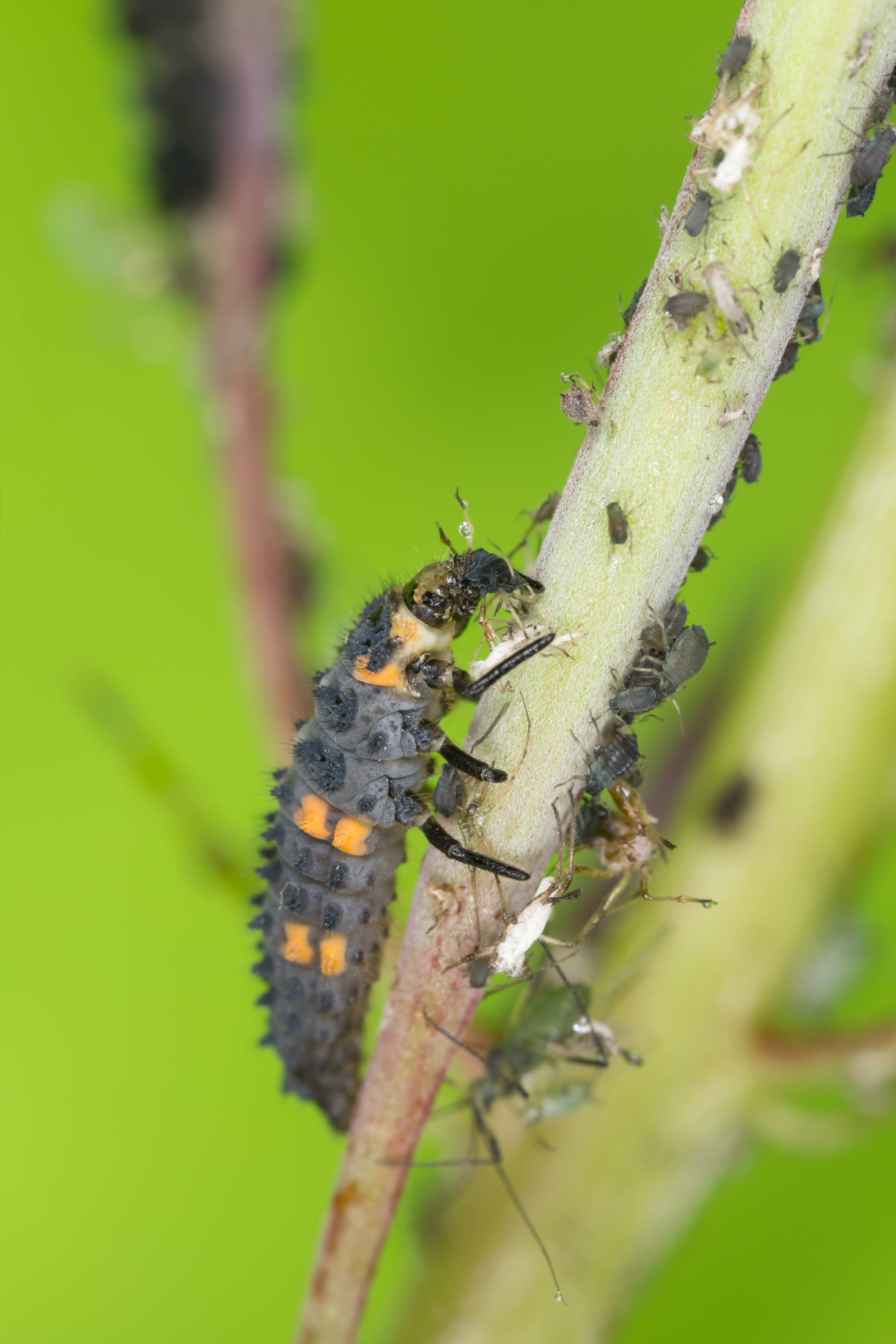 Ebern Designs Ladybug Larva by Henrik_L | Wayfair