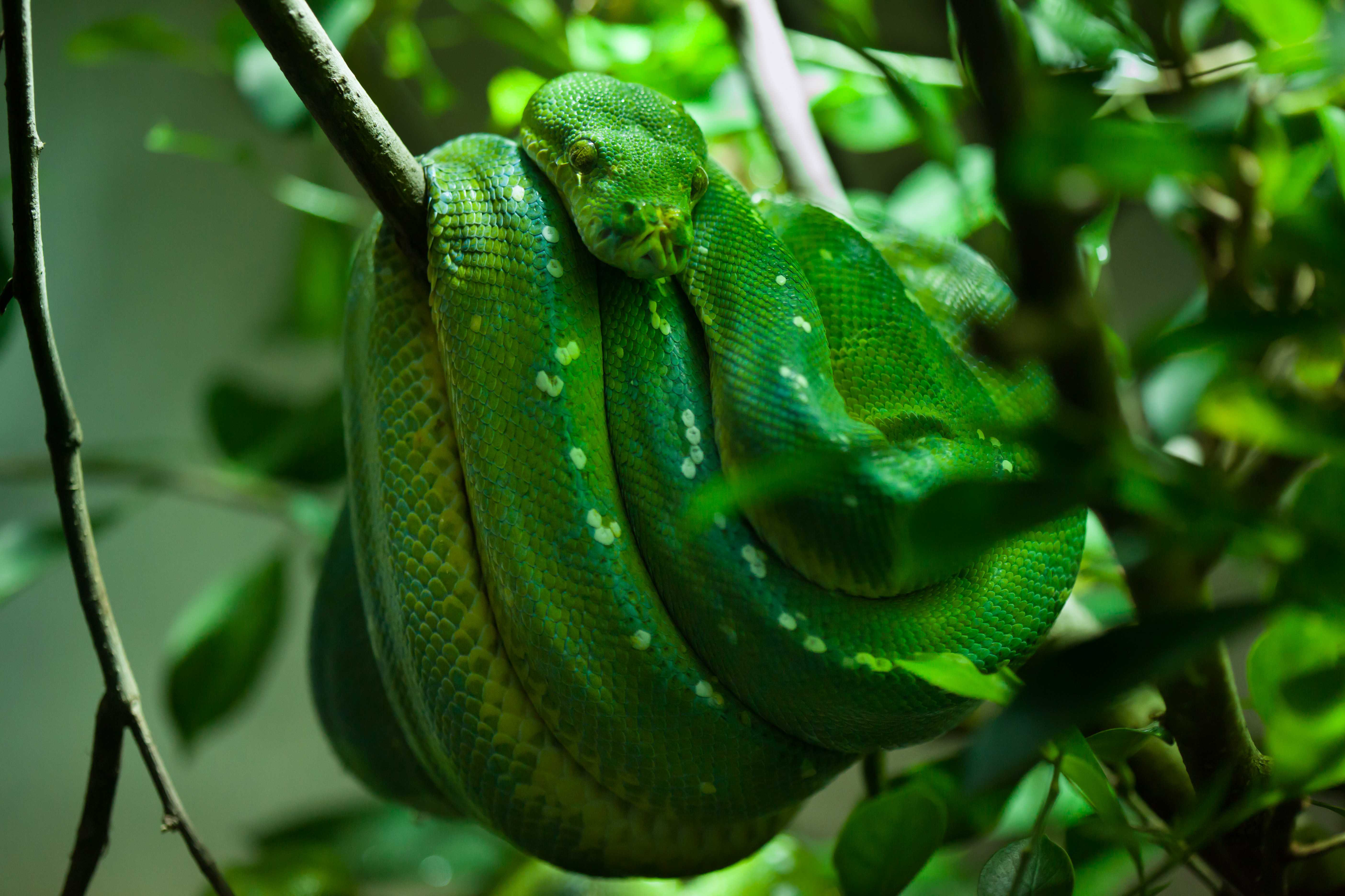 Ebern Designs Green Tree Python by - Wrapped Canvas Photograph ...
