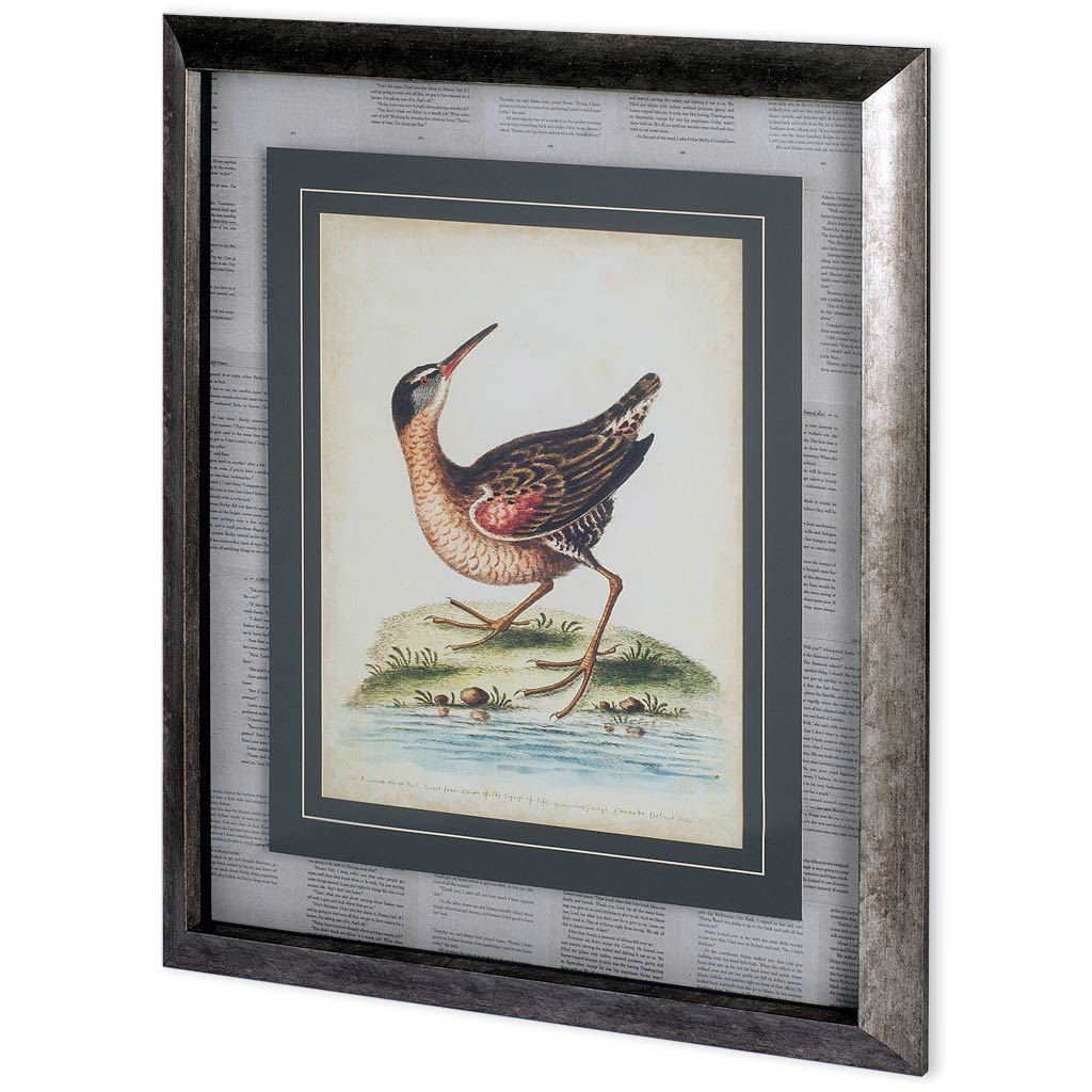 Rosalind Wheeler Antique Bird Menagerie IV Framed On Paper Print | Wayfair