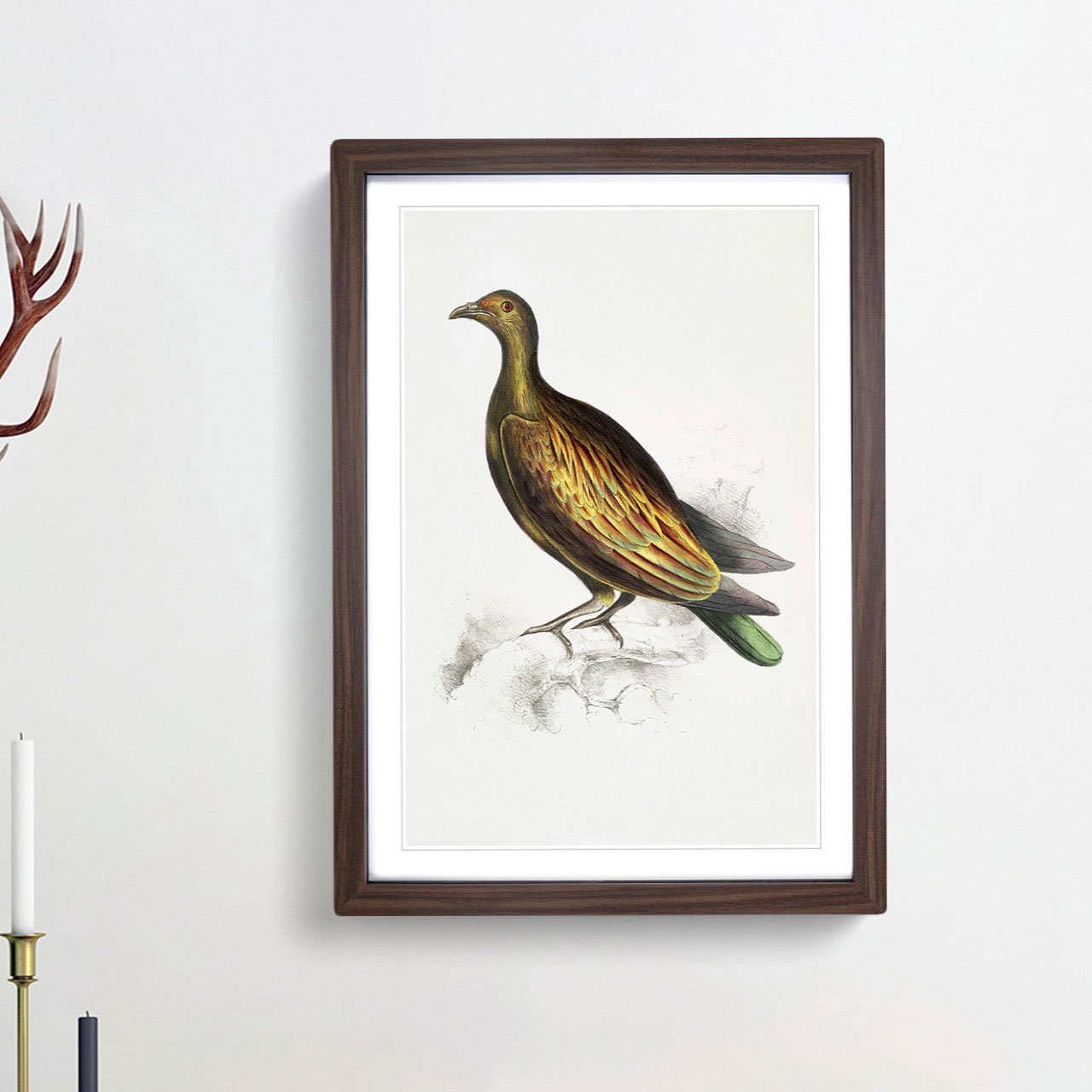 East Urban Home Chinese Tippeted Pigeon Illustration by John Edward ...