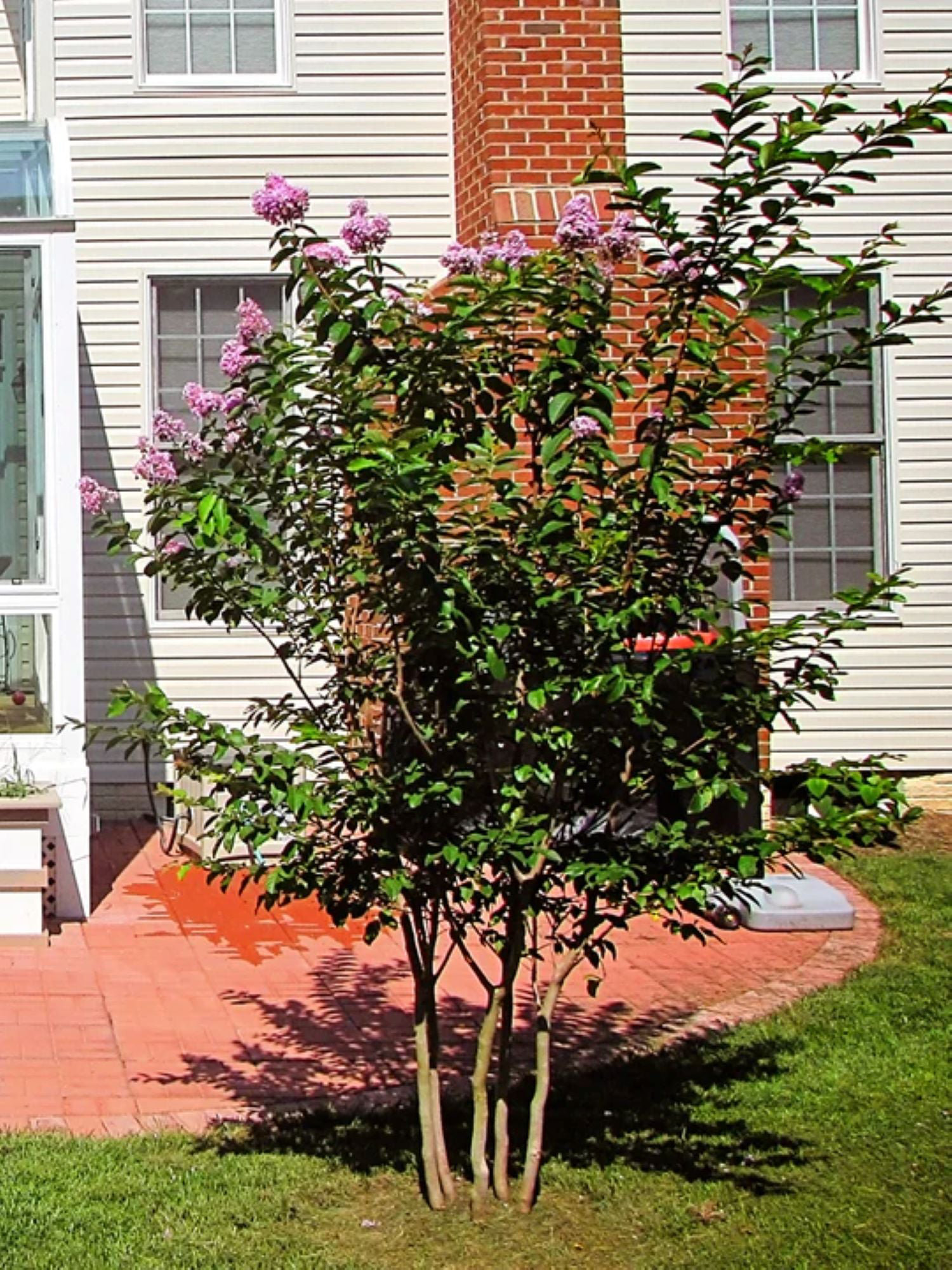 American Plant Exchange Flowering Trees Muskogee Crape Myrtle, Live ...