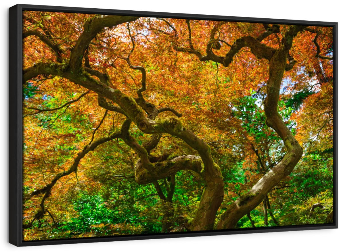 Elephant Stock Mossy Maple Tree Canvas Print | Wayfair