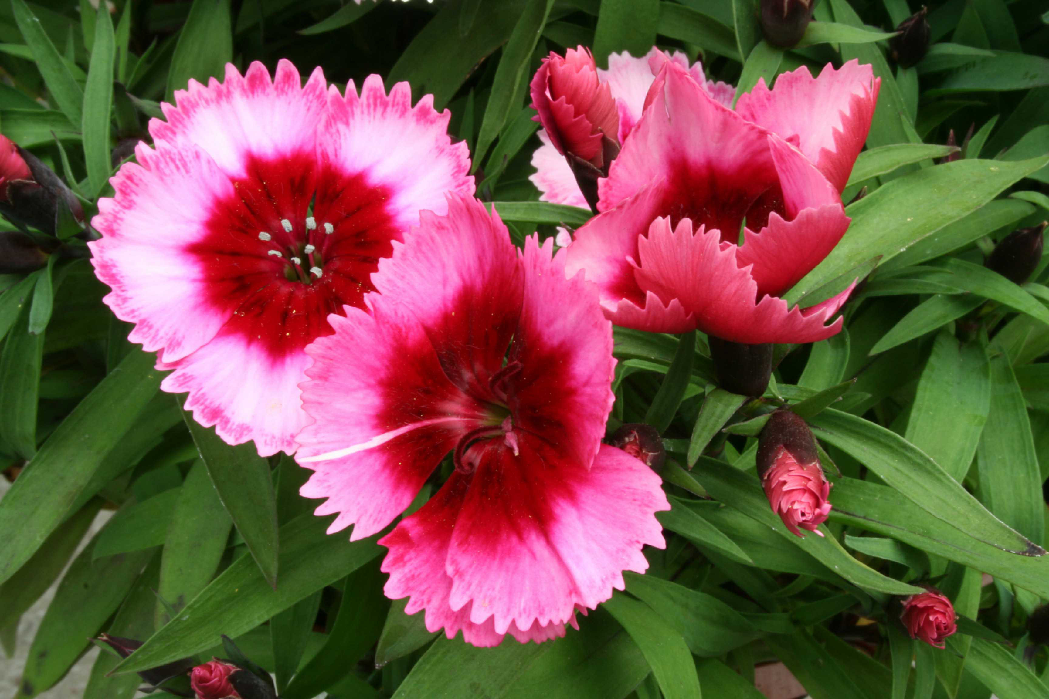 Ebern Designs Dianthus Flower - Wrapped Canvas Photograph | Wayfair