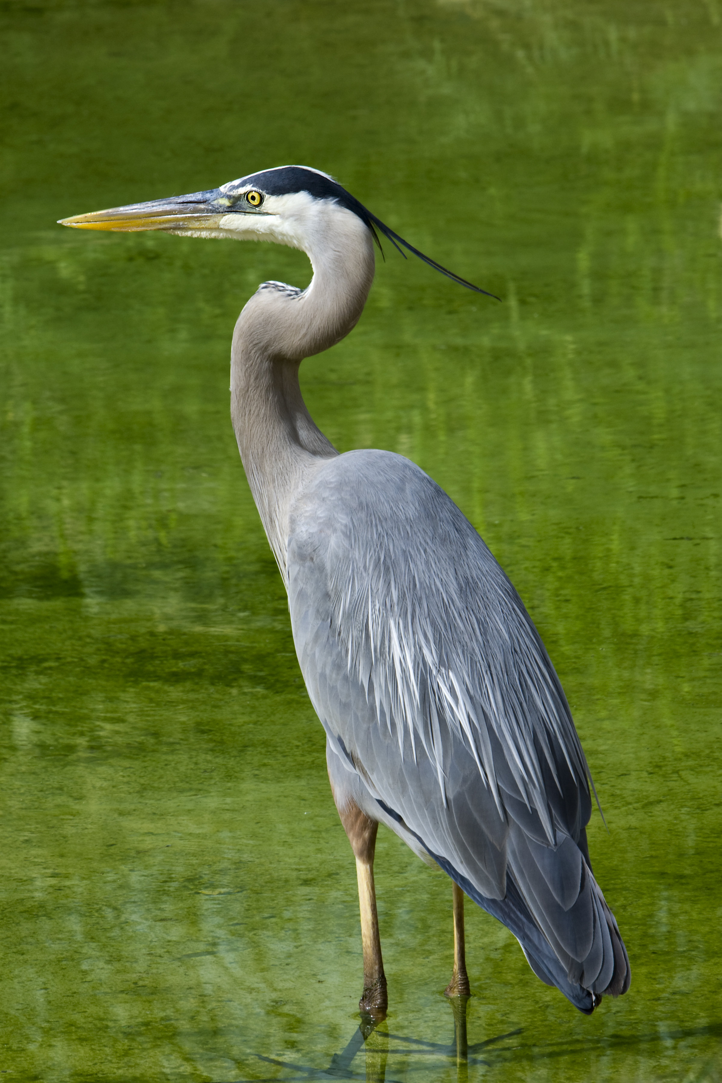 Highland Dunes Great Blue Heron by Mark Kostich | Wayfair
