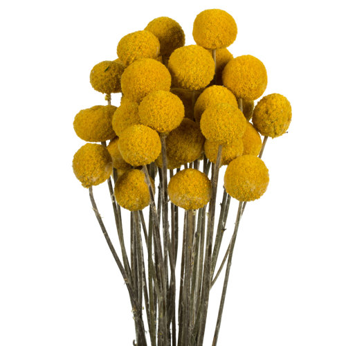 AllModern Billy Button Flower Arrangement | Wayfair