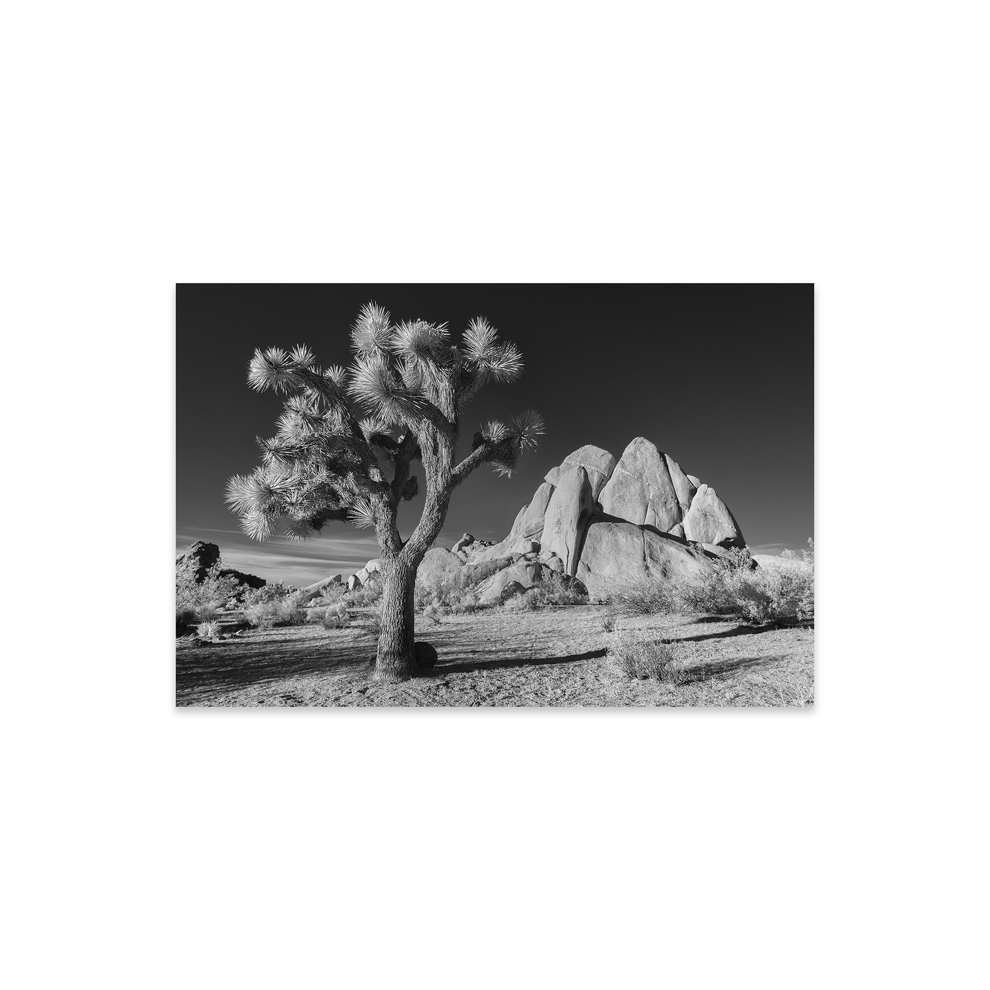 Union Rustic California Joshua Tree X On Plastic / Acrylic by David ...