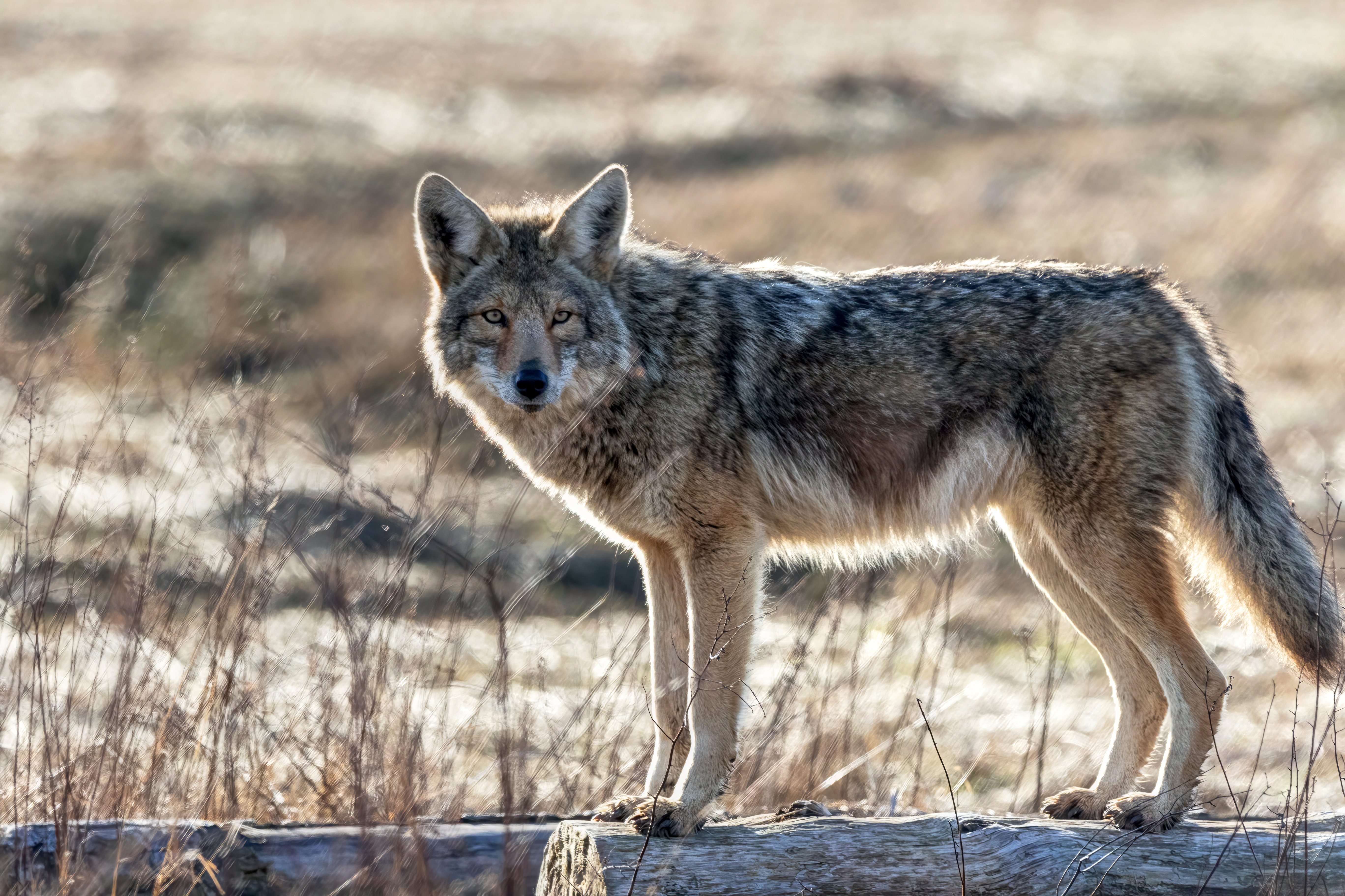 Alpen Home Coyote by Jamesvancouver - Wrapped Canvas Photograph ...