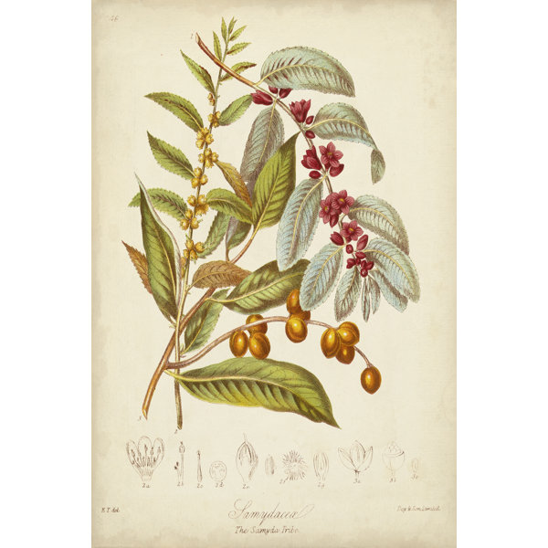 Brambly Cottage Twining Botanicals VIII by Elizabeth Twining - Wrapped ...