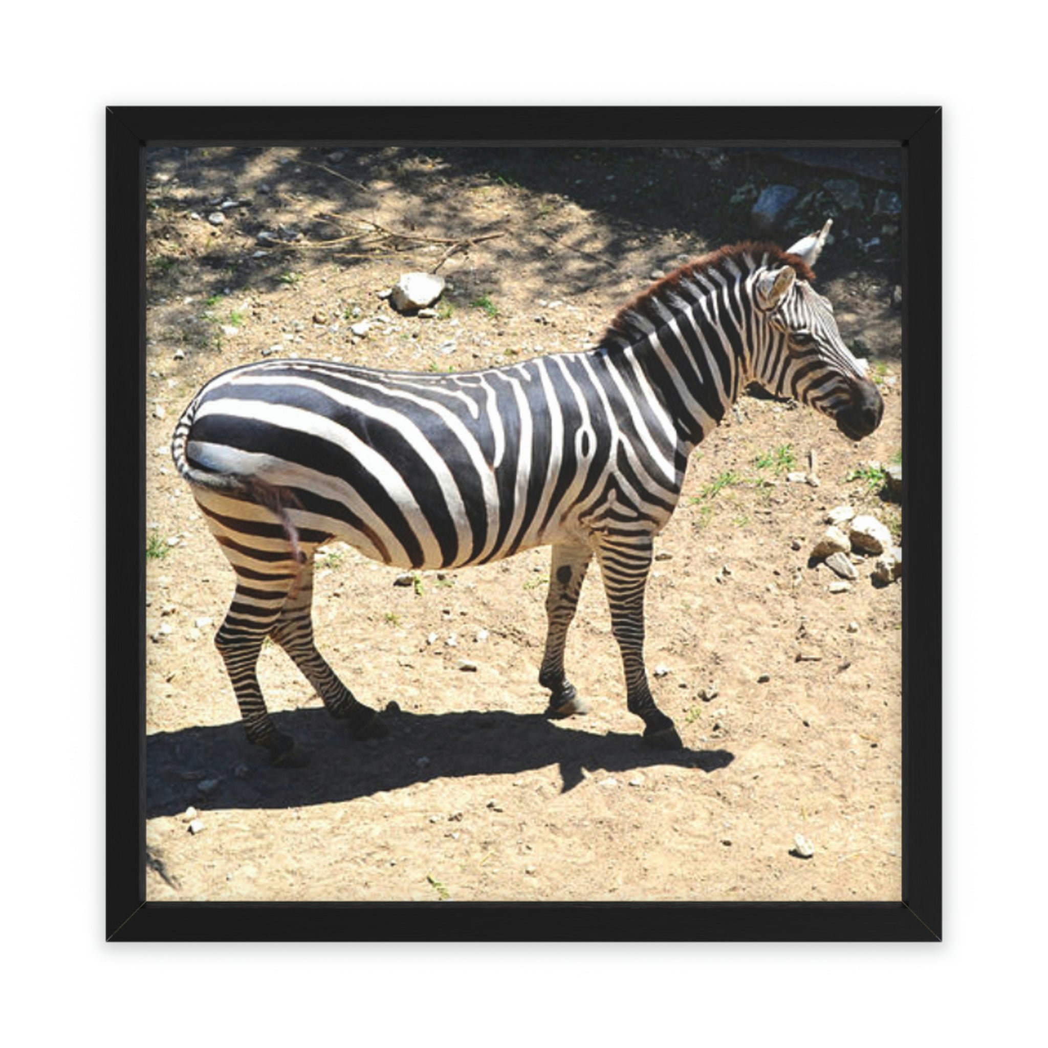 East Urban Home Zebra - Picture Frame Illustration | Wayfair